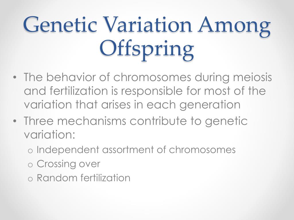 PPT - Meiosis and Chromosome Assortment PowerPoint Presentation, free ...