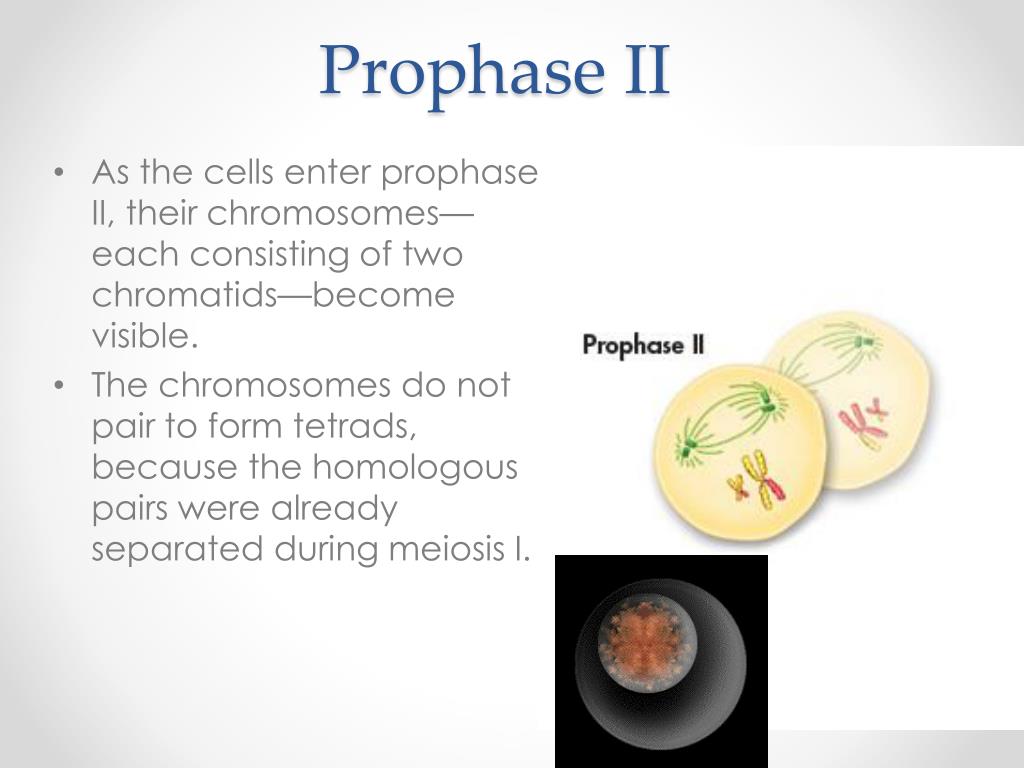 PPT - Meiosis and Chromosome Assortment PowerPoint Presentation, free ...