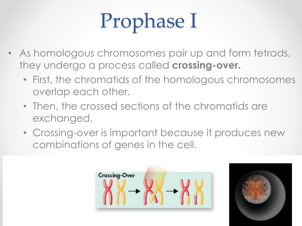 PPT - Meiosis and Chromosome Assortment PowerPoint Presentation, free ...