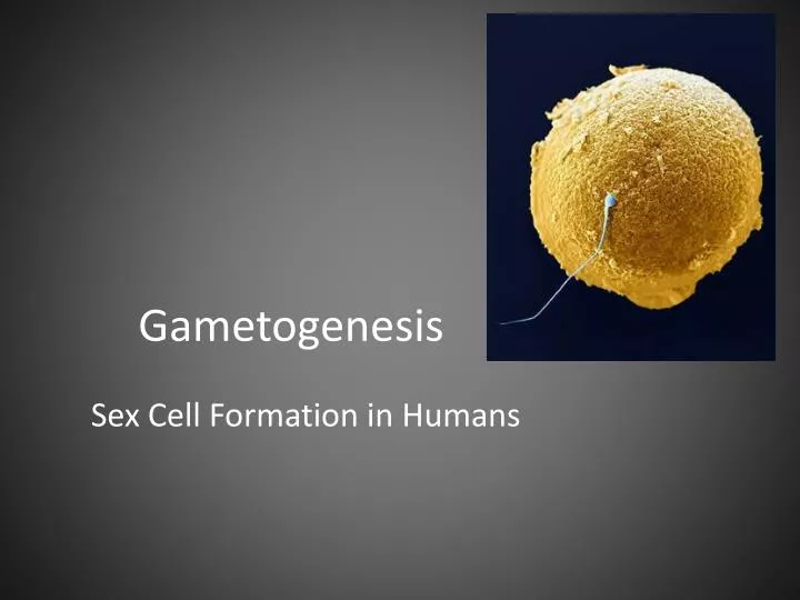 PPT - Gametogenesis PowerPoint Presentation, free download - ID:1955857