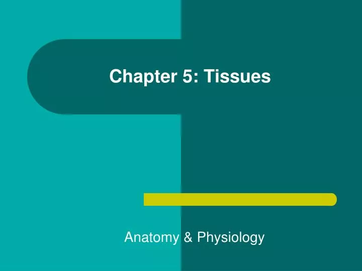 PPT - Chapter 5 : Tissues PowerPoint Presentation, free download - ID:1956475