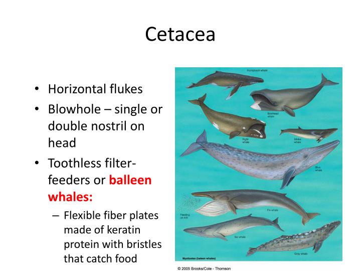 PPT - Walrus PowerPoint Presentation - ID:1956816