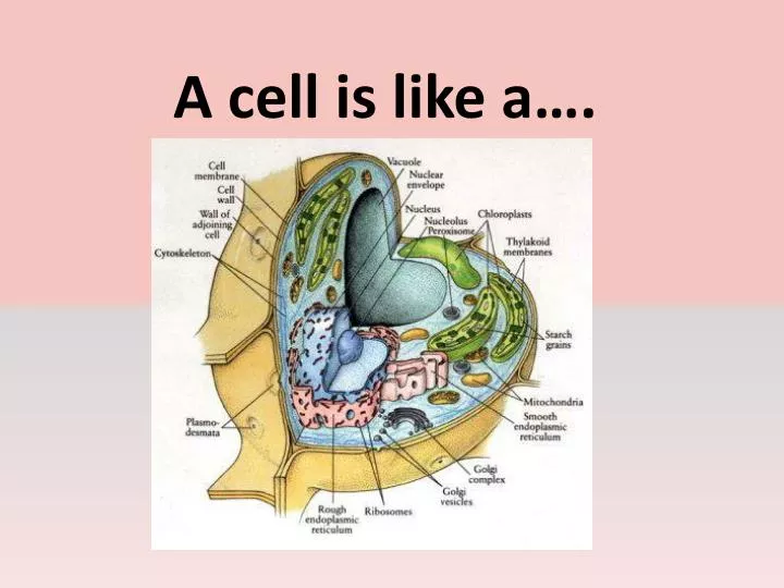 PPT - A cell is like a…. PowerPoint Presentation, free download - ID ...
