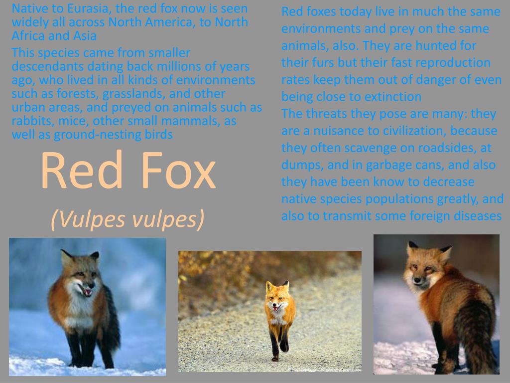 PPT - Invasive, Endangered and Reintroduced Species of Pennsylvania ...