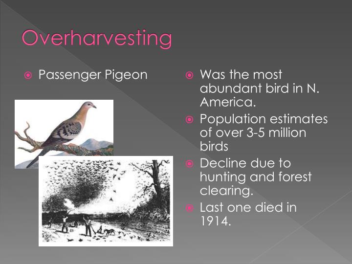 PPT - Overharvesting PowerPoint Presentation - ID:1957254