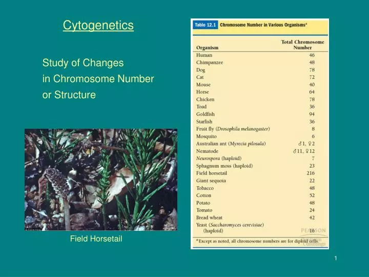 PPT - Cytogenetics PowerPoint Presentation, free download - ID:1957303