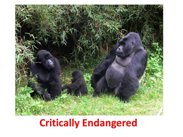 PPT - Critically Endangered PowerPoint Presentation - ID:1957515
