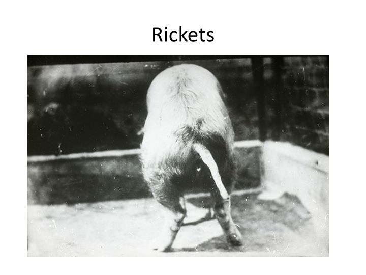 PPT - Swine Health PowerPoint Presentation - ID:1957547