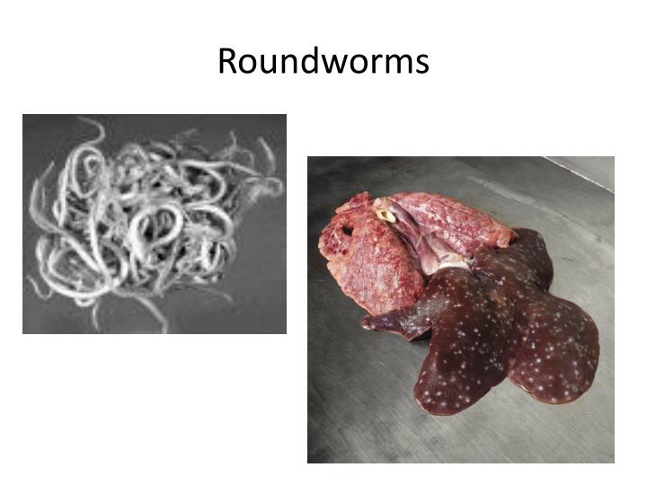 PPT - Swine Health PowerPoint Presentation - ID:1957547