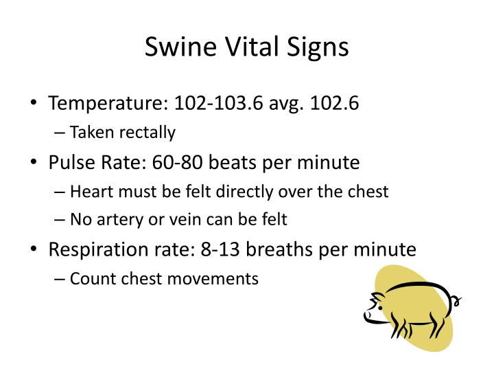 PPT - Swine Health PowerPoint Presentation - ID:1957547