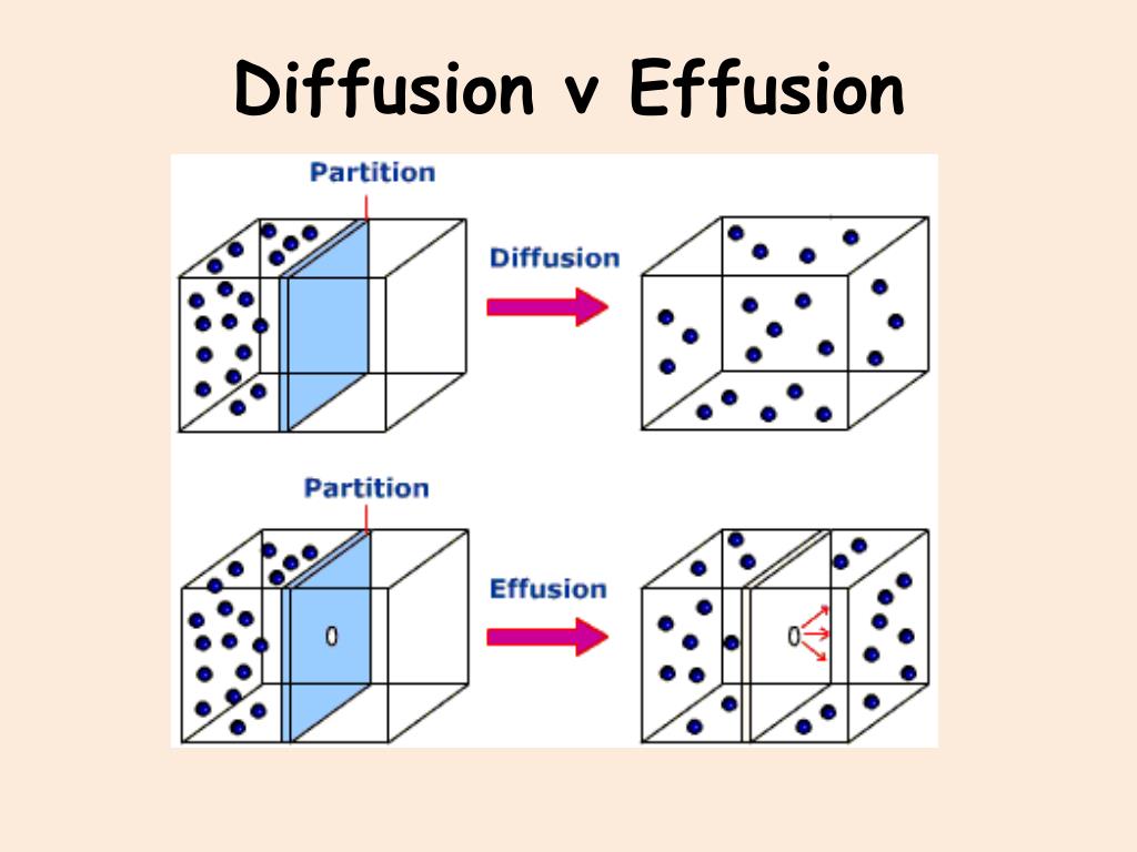 What Is The Difference Between Diffusion And Effusion - vrogue.co What Is The Difference Between Diffusion And Effusion - vrogue.co