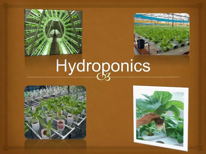 PPT - Hydroponics PowerPoint Presentation, free download - ID:1957881