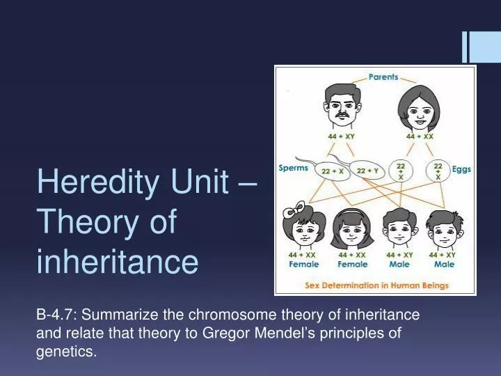 PPT - Heredity Unit – Theory of inheritance PowerPoint Presentation ...