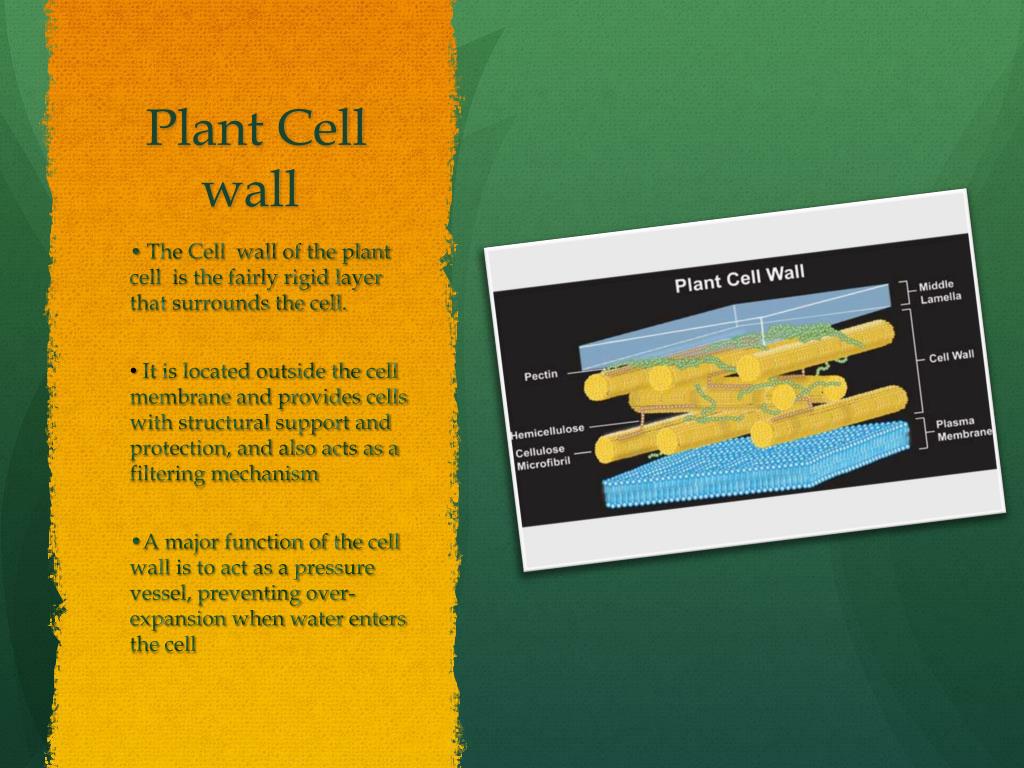 PPT - Plant cell: Cell wall and Chloroplast PowerPoint Presentation ...