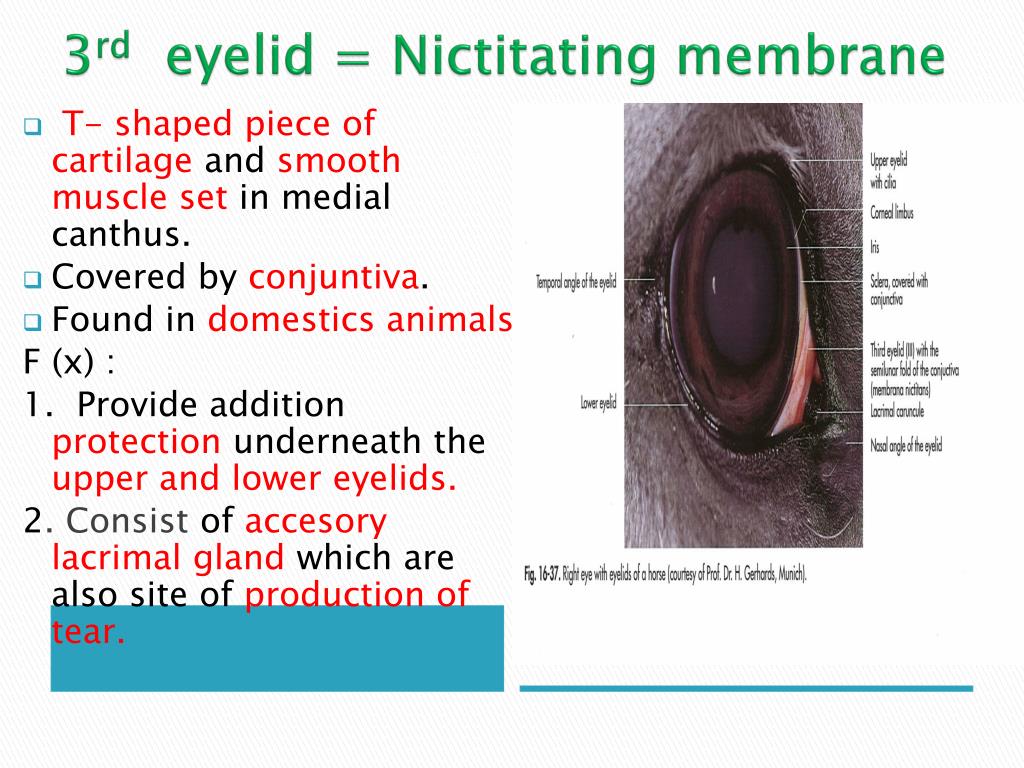 PPT - Lachrymal Apparatus and Protection of the Eye PowerPoint ...