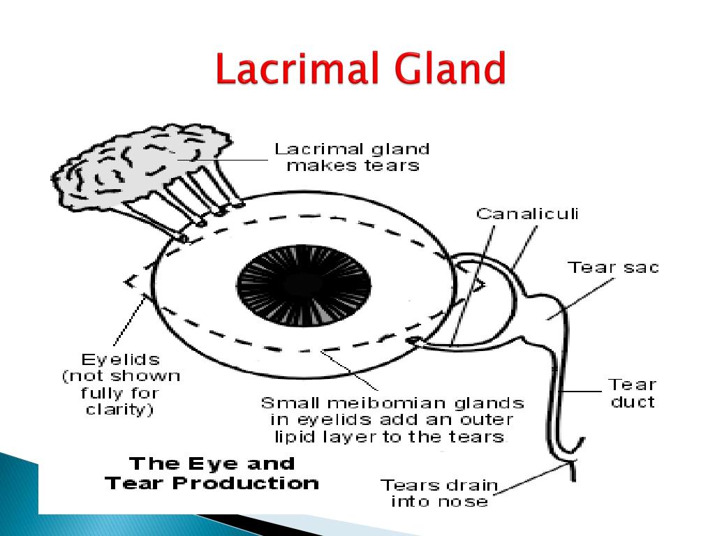 PPT - Lachrymal Apparatus and Protection of the Eye PowerPoint ...