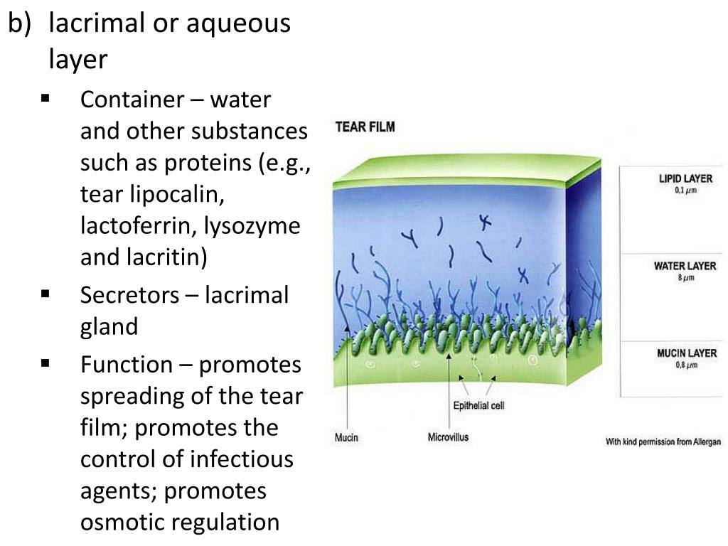 PPT - Lachrymal Apparatus and Protection of the Eye PowerPoint ...