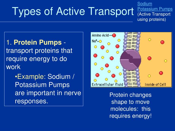 PPT - Cellular Transport Notes: Passive Transport & Active Transport ...