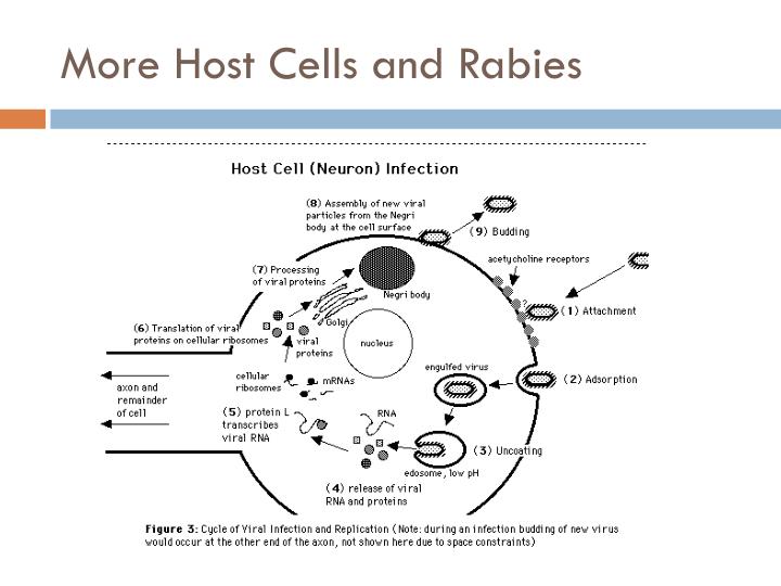 PPT - Rabies PowerPoint Presentation - ID:1958130