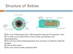 PPT - Rabies PowerPoint Presentation - ID:1958130