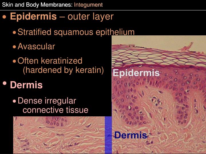 PPT - Chapter 4 Skin and Body Membranes Anatomy PowerPoint Presentation ...