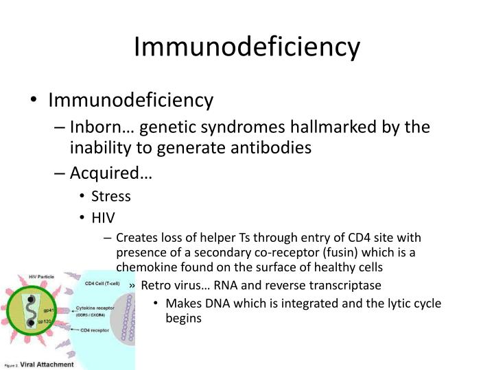 PPT - Immune Response PowerPoint Presentation - ID:1958278
