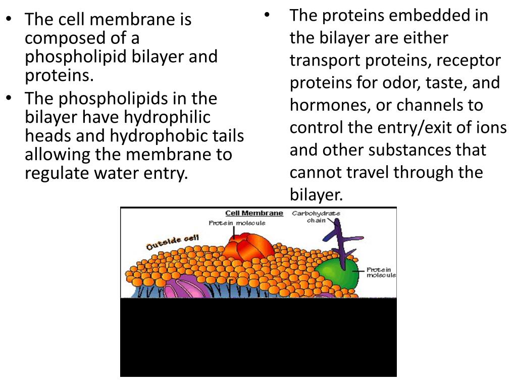 PPT - Sydney Roth, Lina Rivetti , Annabel Kopell PowerPoint ...