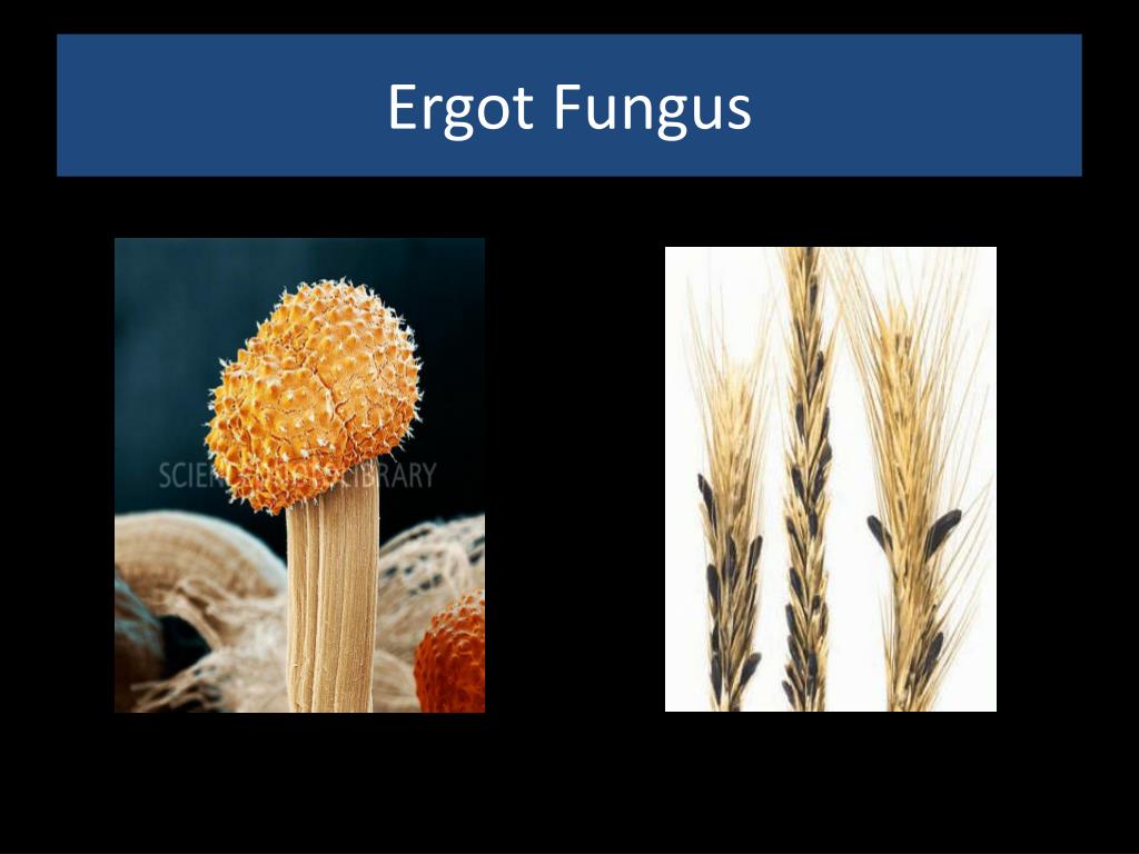 PPT - Drugs and Popular Culture PowerPoint Presentation, free download ...
