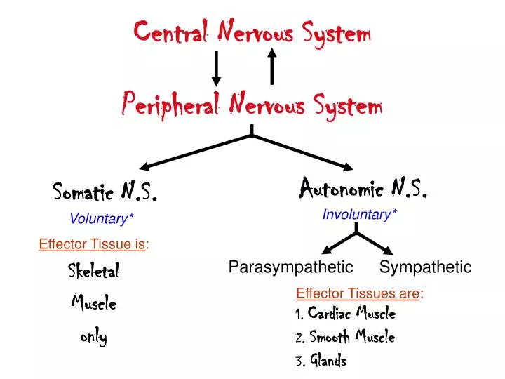 PPT - Central Nervous System PowerPoint Presentation, free download ... PPT - Central Nervous System PowerPoint Presentation, free download ...
