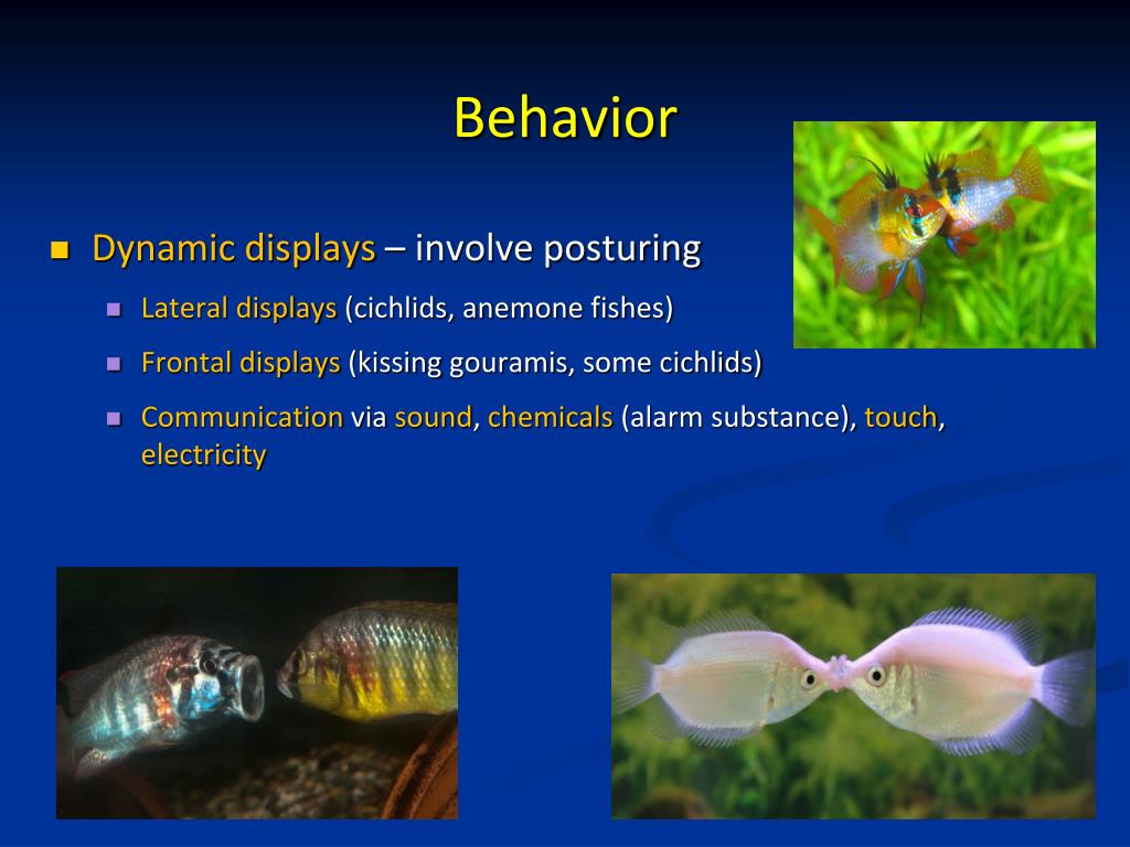 PPT - Sensory Systems, Behavior, Reproduction Biology of Fishes 11.1.12 ...