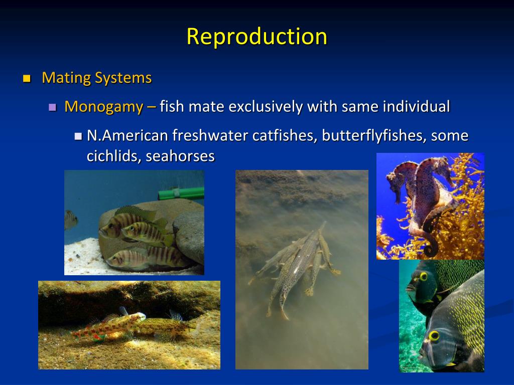 PPT - Sensory Systems, Behavior, Reproduction Biology of Fishes 11.1.12 ...