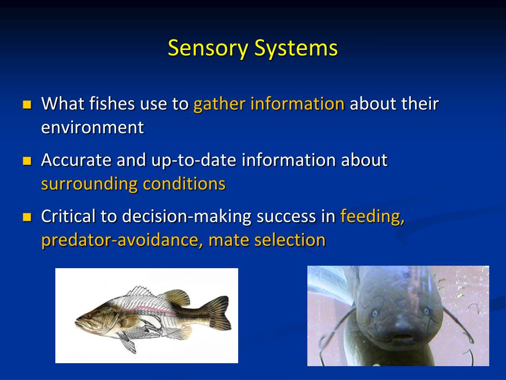 PPT - Sensory Systems, Behavior, Reproduction Biology of Fishes 11.1.12 ...