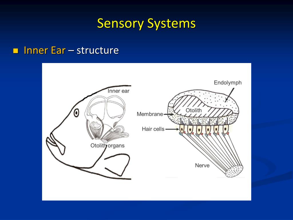 PPT - Sensory Systems, Behavior, Reproduction Biology of Fishes 11.1.12 ...