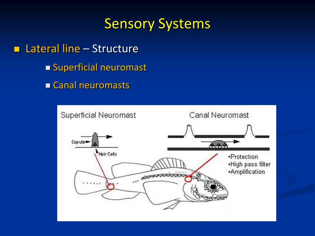 PPT - Sensory Systems, Behavior, Reproduction Biology of Fishes 11.1.12 ...