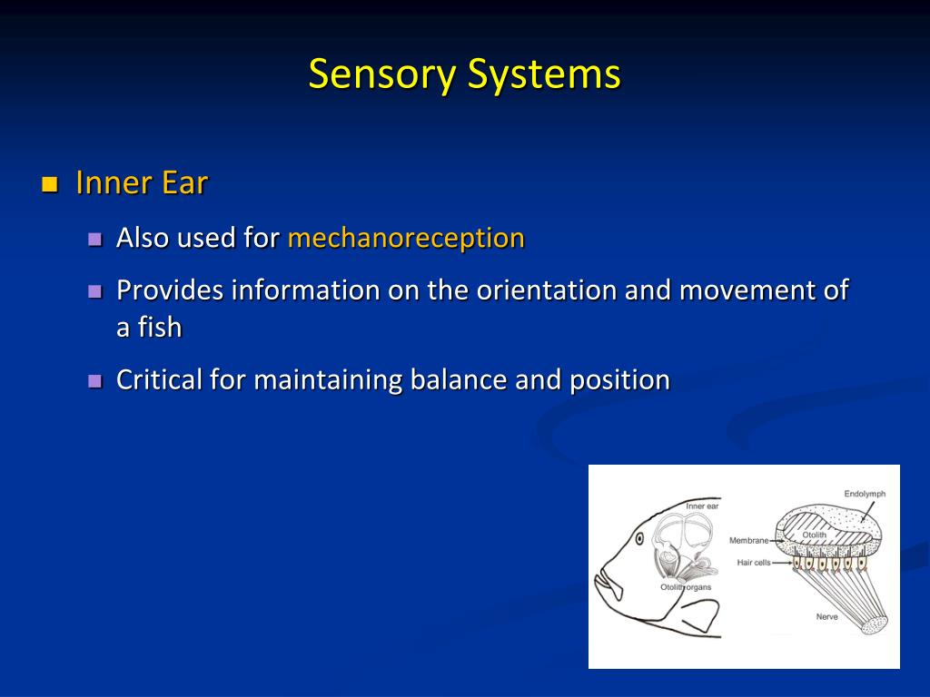 PPT - Sensory Systems, Behavior, Reproduction Biology of Fishes 11.1.12 ...