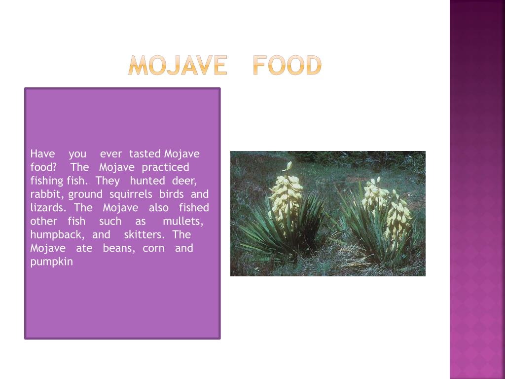 PPT - The M ojave Indians A California native American indian tribe ...