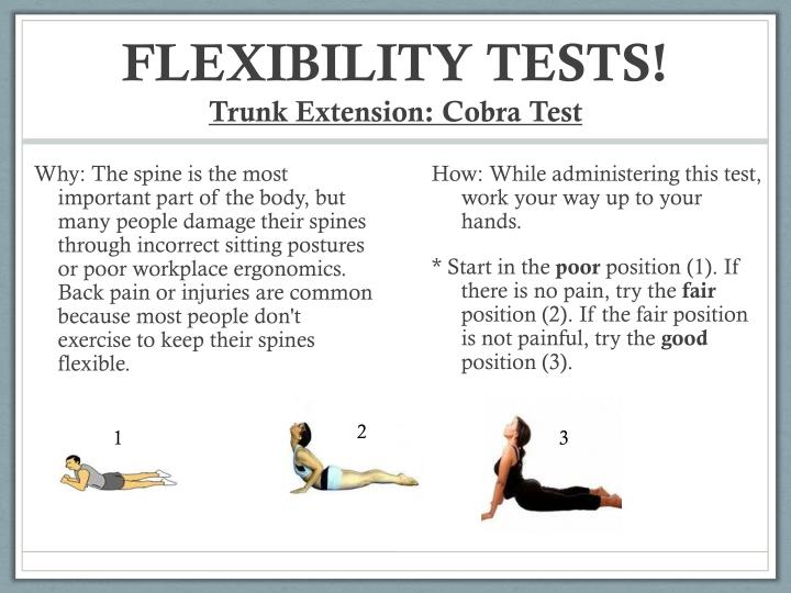PPT - Online Personal Trainer ACTION PLAN Lesson 2: Flexibility and ...