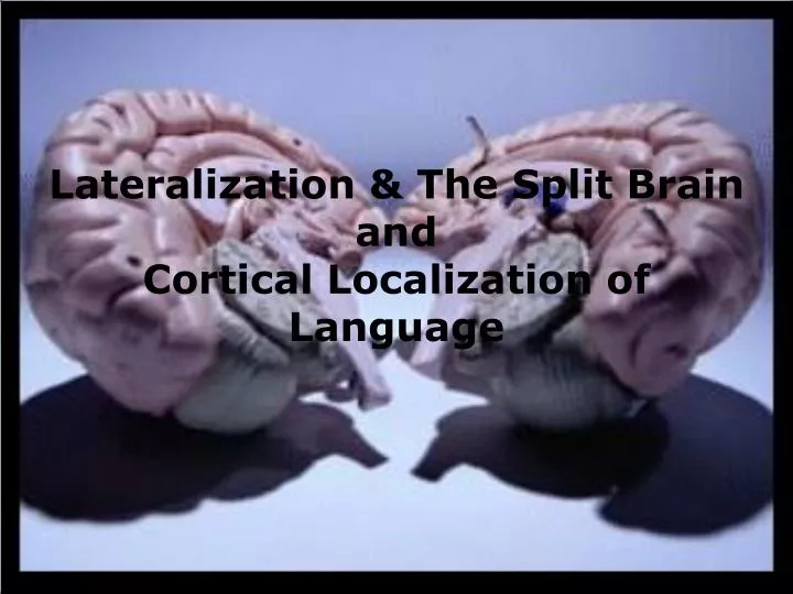 PPT - Lateralization & The Split Brain and Cortical Localization of ...