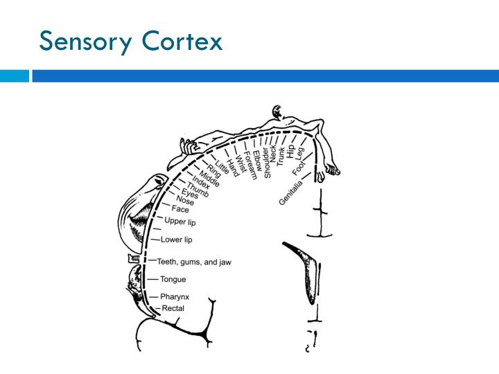 PPT - Hemispheres, Sensory and Motor Cortexes, Split Brain, Plasticity ...