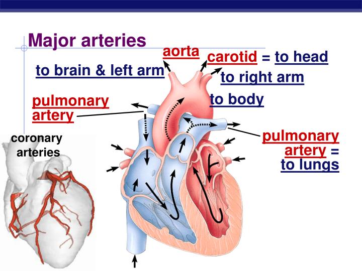 PPT - Circulatory System in Animals PowerPoint Presentation - ID:1961916