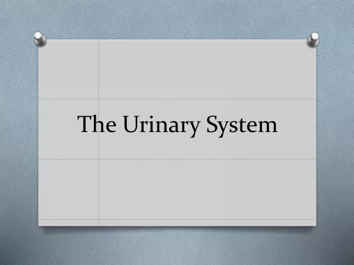 PPT - The Urinary System PowerPoint Presentation, free download - ID ...