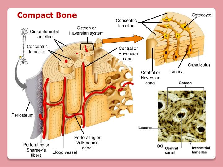 PPT - Lecture # 13: Bone Tissue PowerPoint Presentation - ID:1962283