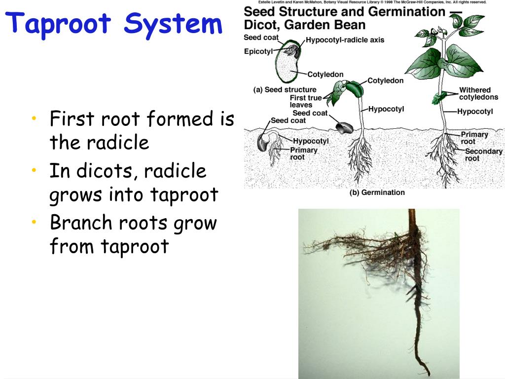 PPT - Soil, Plant Nutrition & Roots PowerPoint Presentation, free ...