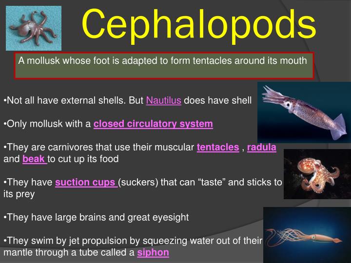 PPT - Mollusks Phylum: Mollusca PowerPoint Presentation - ID:1962537