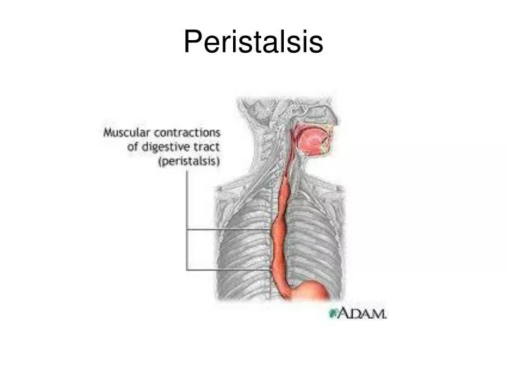 PPT - Peristalsis PowerPoint Presentation, free download - ID:1963070
