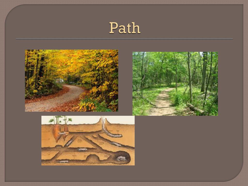 PPT - A Prairie Dog Home Unit 2.3 PowerPoint Presentation, free ...