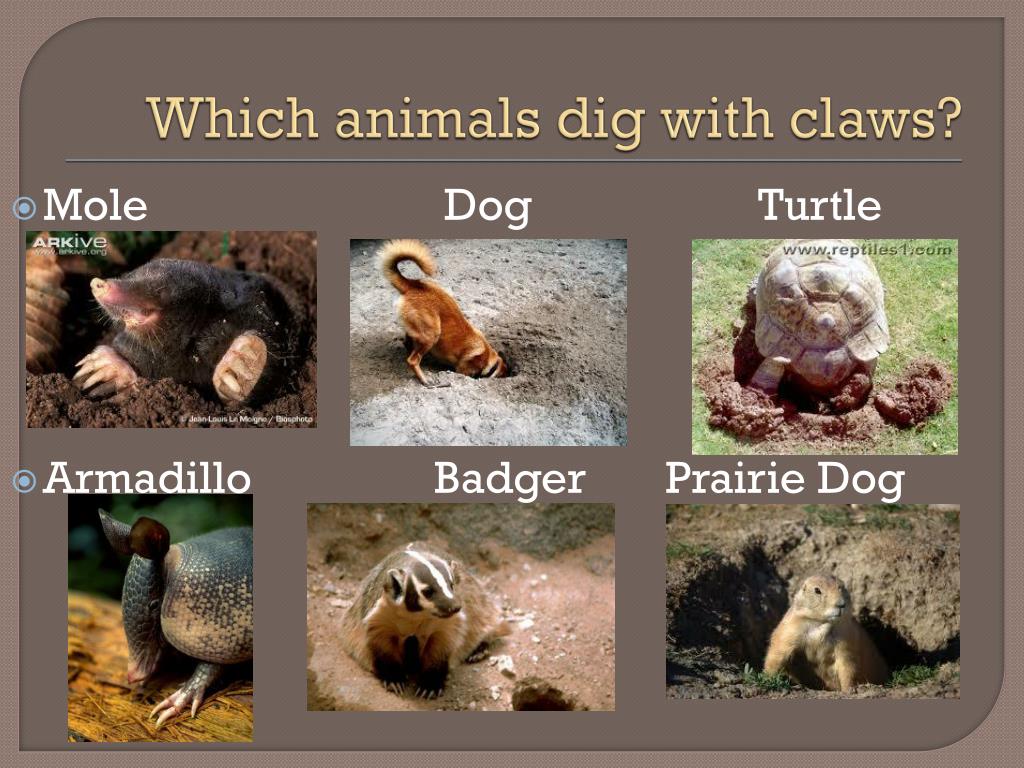 PPT - A Prairie Dog Home Unit 2.3 PowerPoint Presentation, free ...