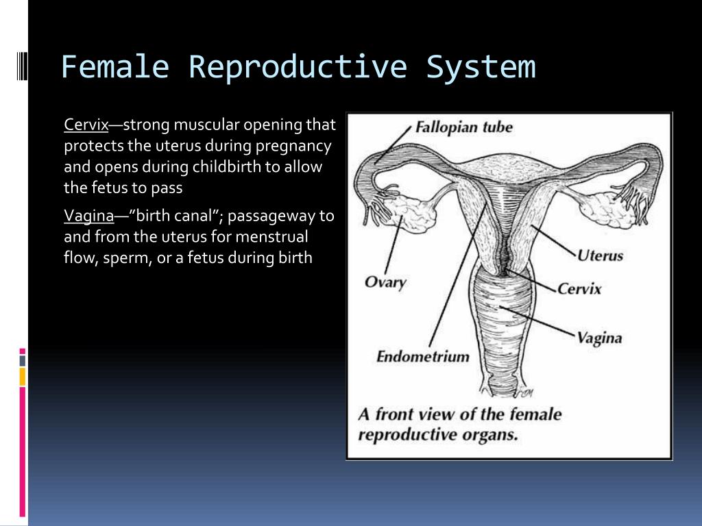 Ppt Human Reproduction Powerpoint Presentation Free Download Id