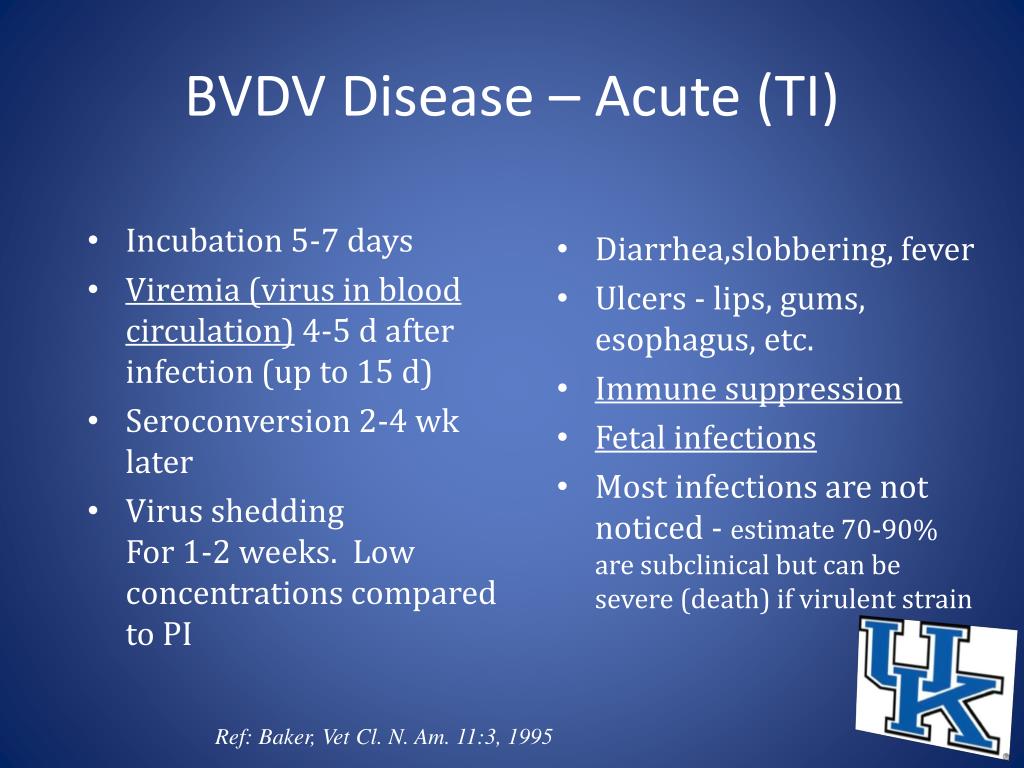 PPT - Bovine Viral Diarrhea Virus Michelle Arnold, DVM, DABVP ...