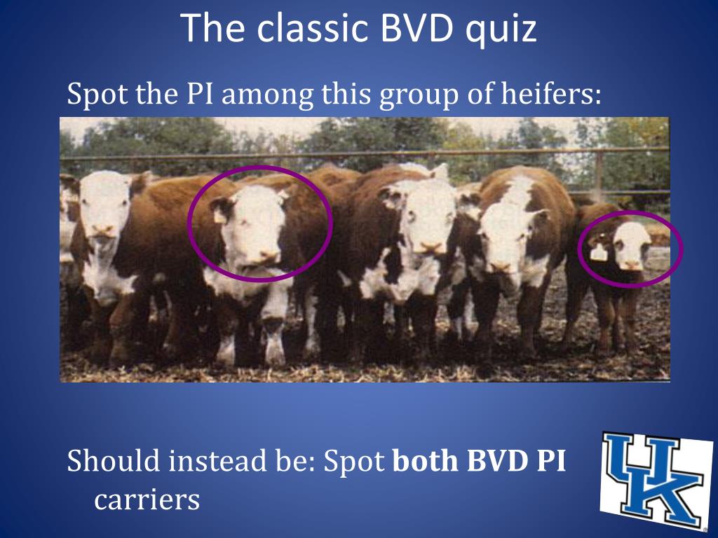 PPT - Bovine Viral Diarrhea Virus Michelle Arnold, DVM, DABVP ...
